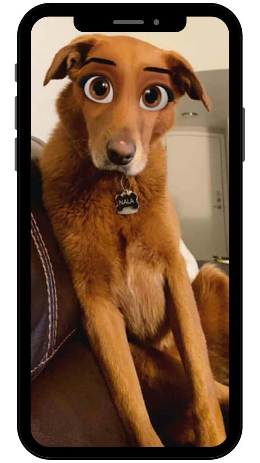 Augmented-Reality-Filter für Tiere